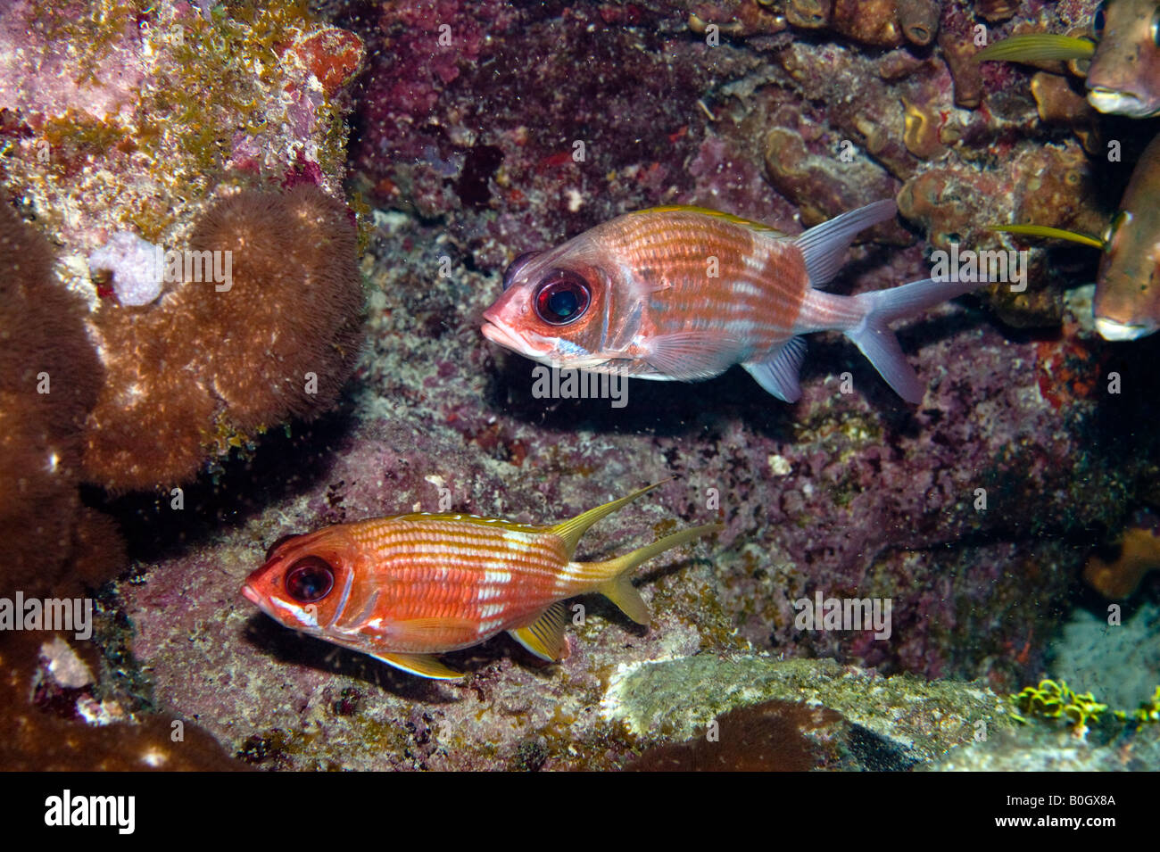Squirrelfish hi-res stock photography and images - Alamy