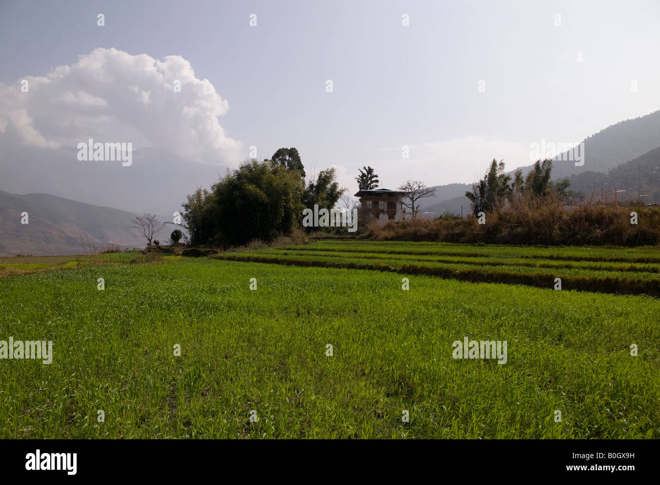 A house in a field Bhutan Stock Photo - Alamy