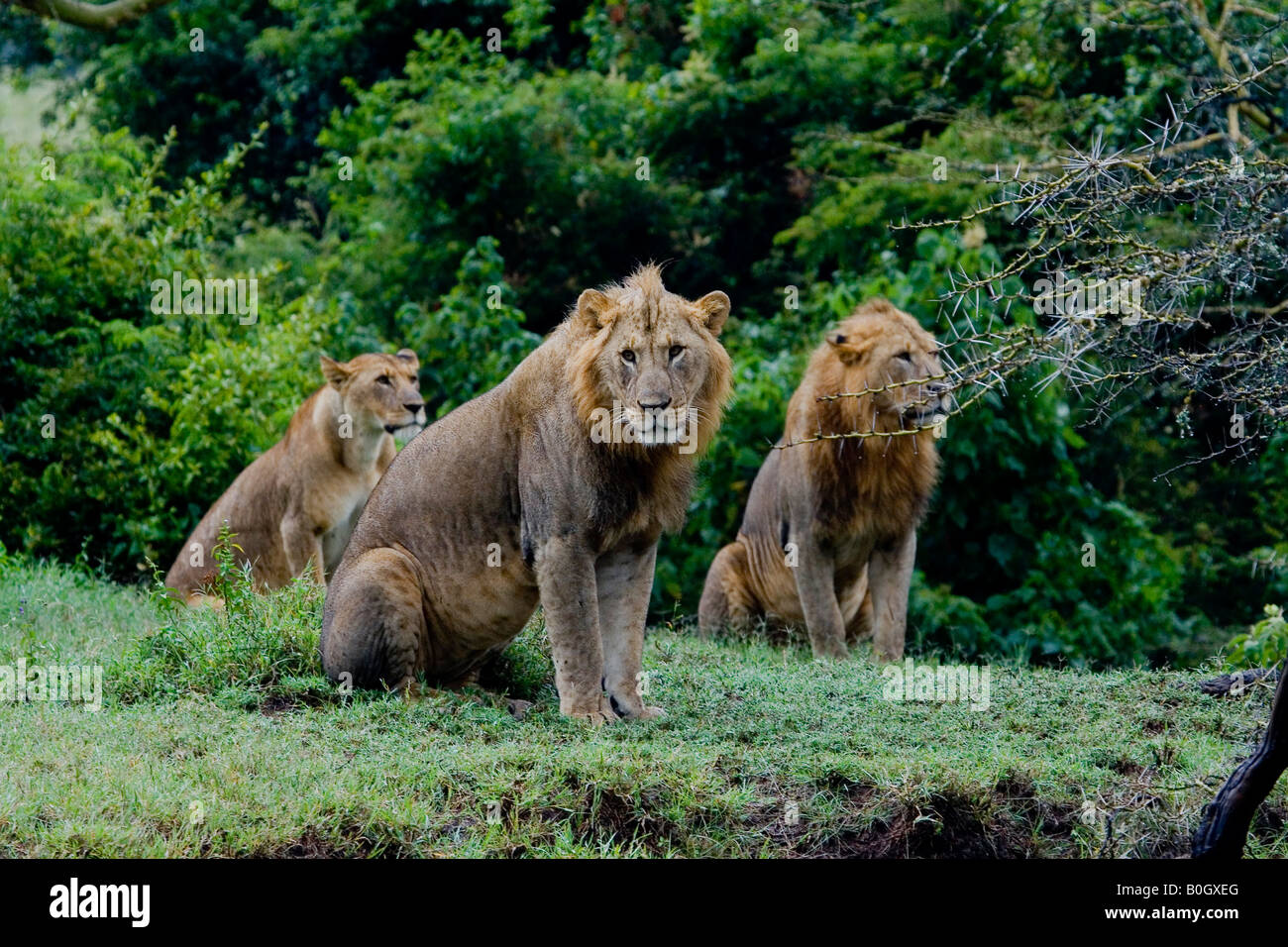 Male lion in rain hi-res stock photography and images - Alamy