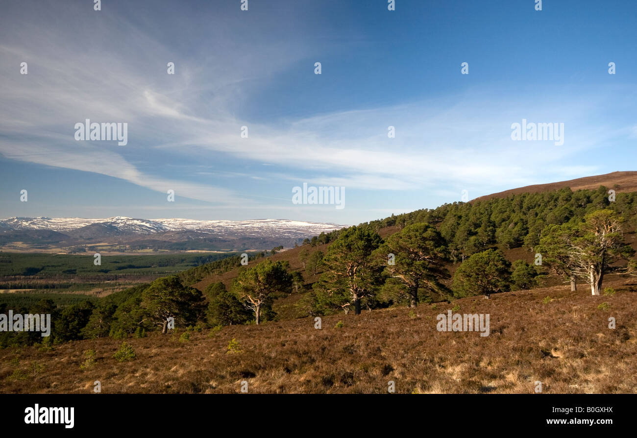 Native Pinewood, Invereshie and Inshriach National Nature Reserve Stock ...