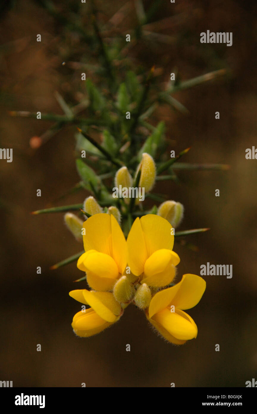 gorse in flower Stock Photo - Alamy