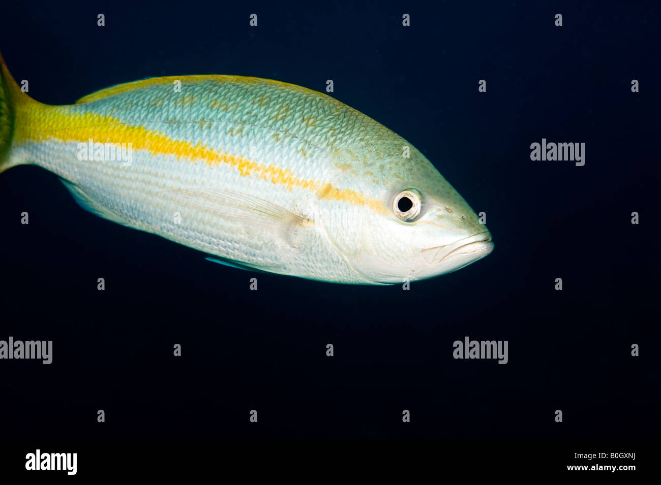 yellow tail snapper Stock Photo - Alamy