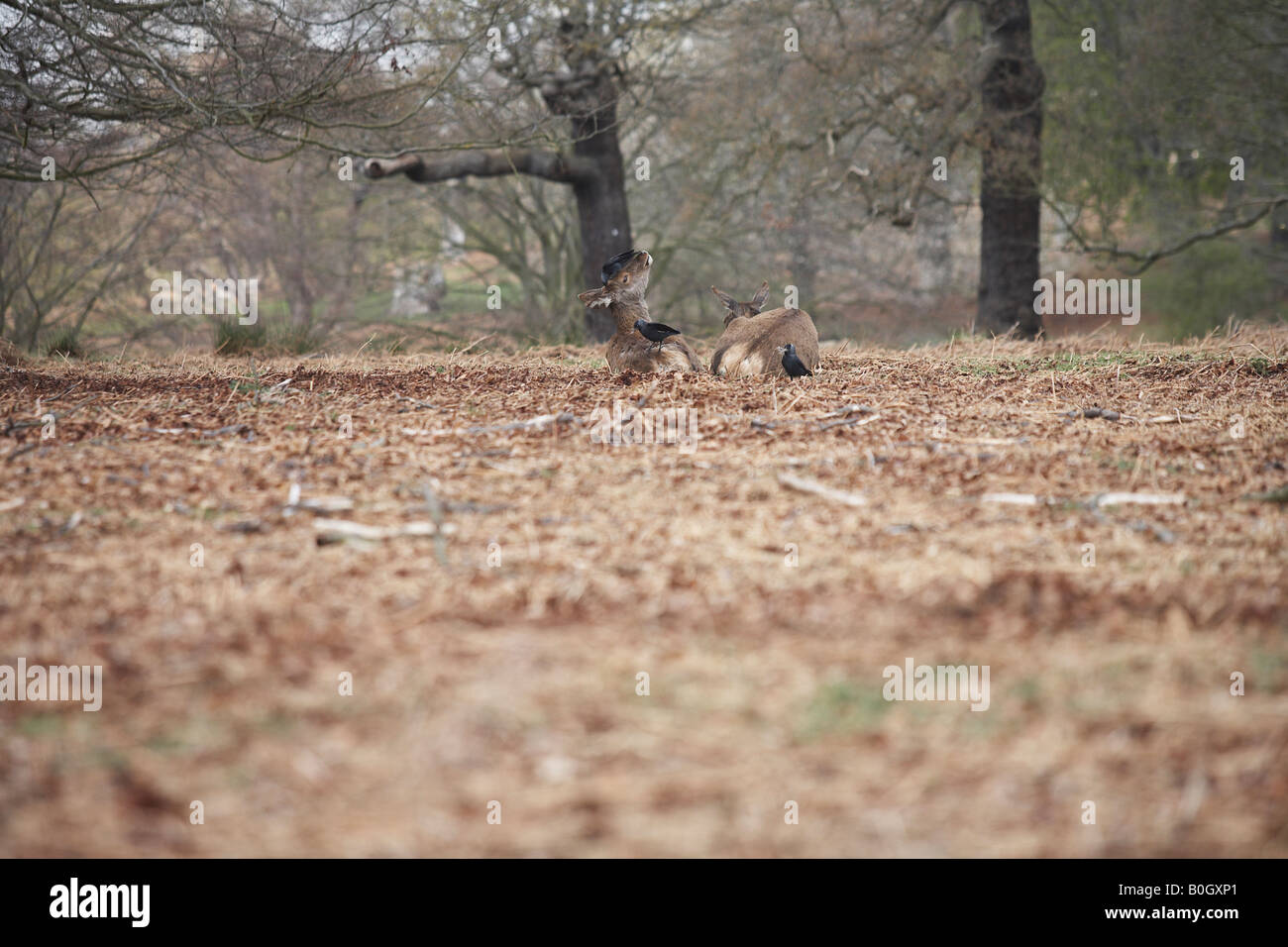 Two deer in Richmond Park Stock Photo - Alamy