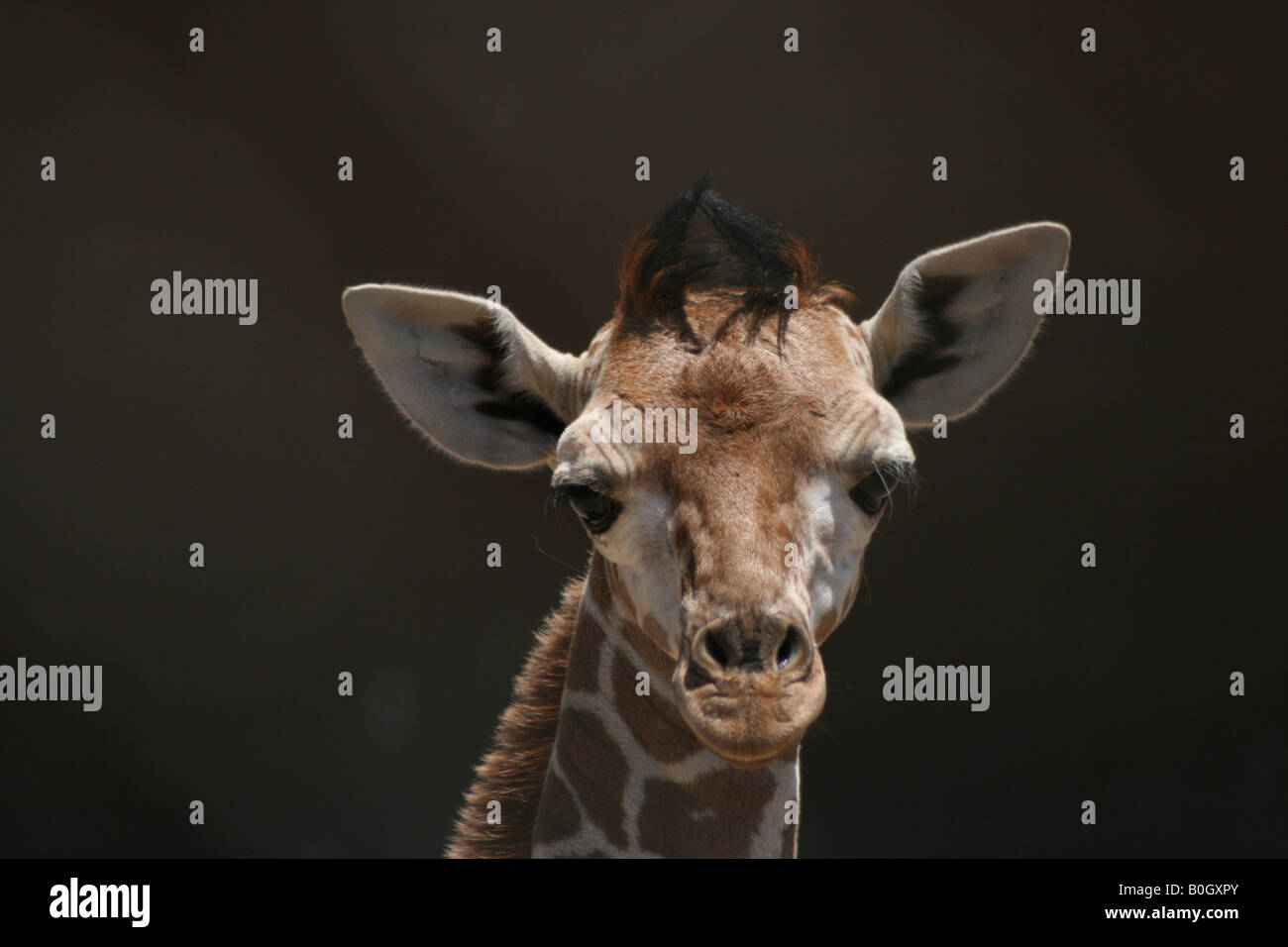 Cute little giraffe Stock Photo - Alamy