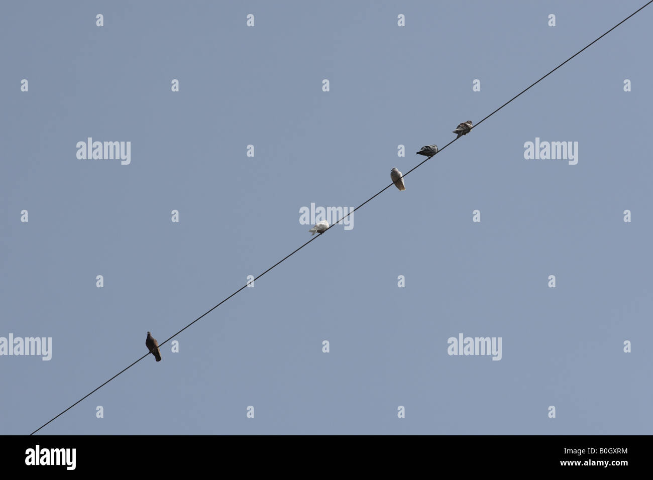 Pigeons telegraph wire pigeon hi-res stock photography and images - Alamy