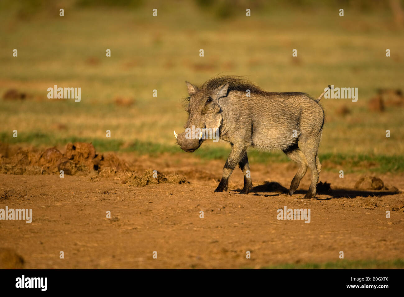 Walking warthog hi-res stock photography and images - Alamy