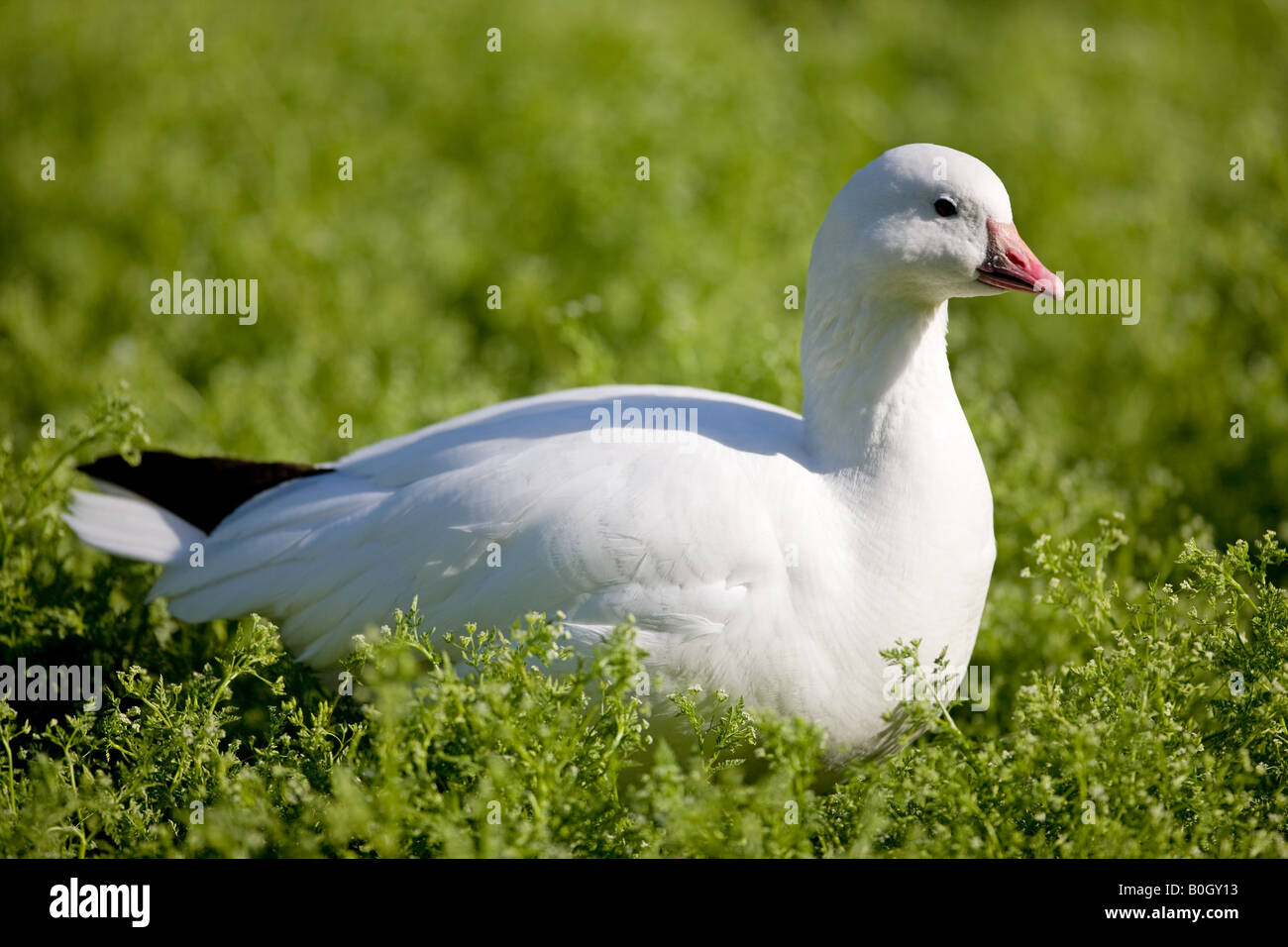 Ross's Goose High Resolution Stock Photography and Images - Alamy