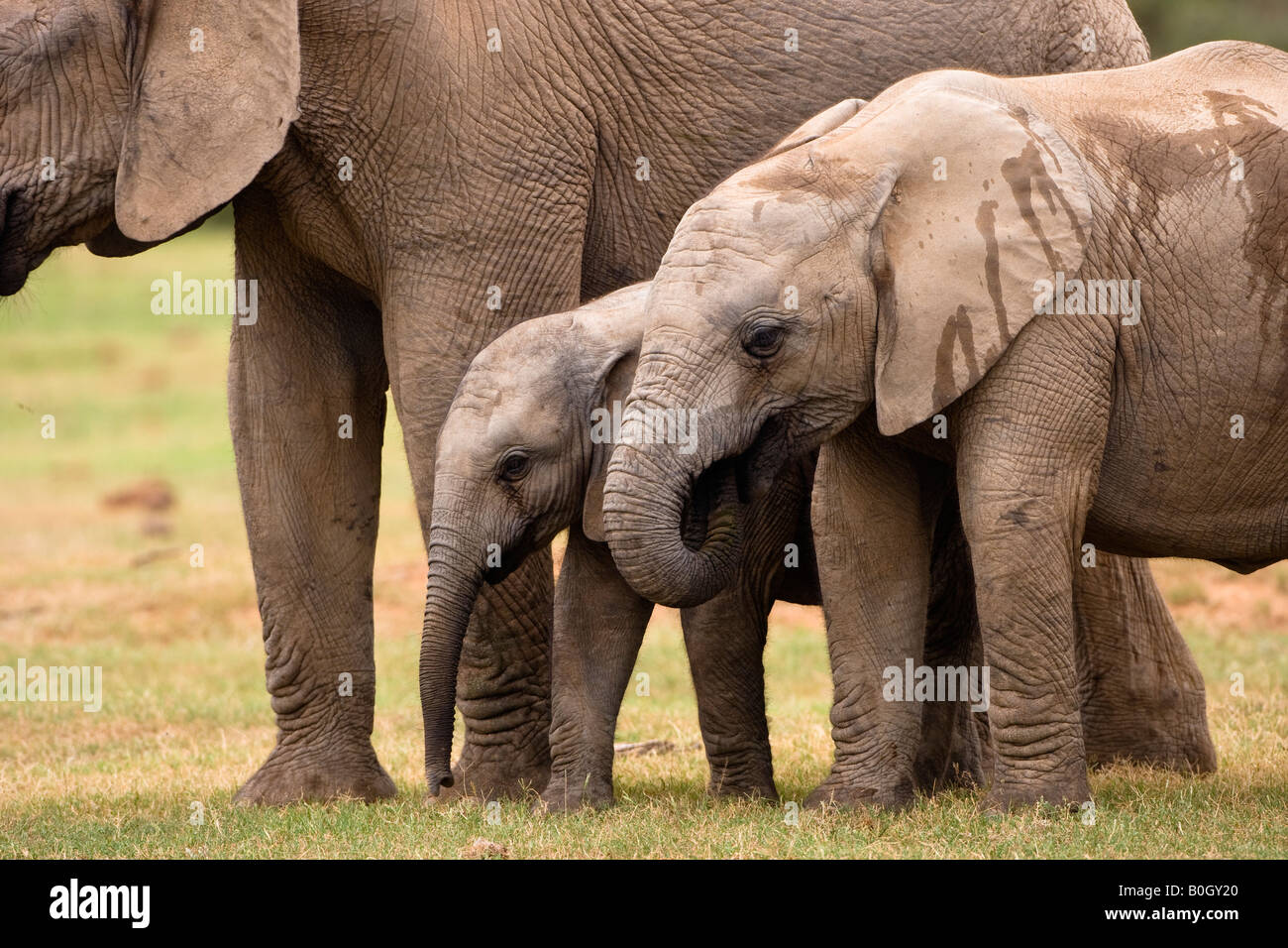 elephant group of youngsters Stock Photo - Alamy