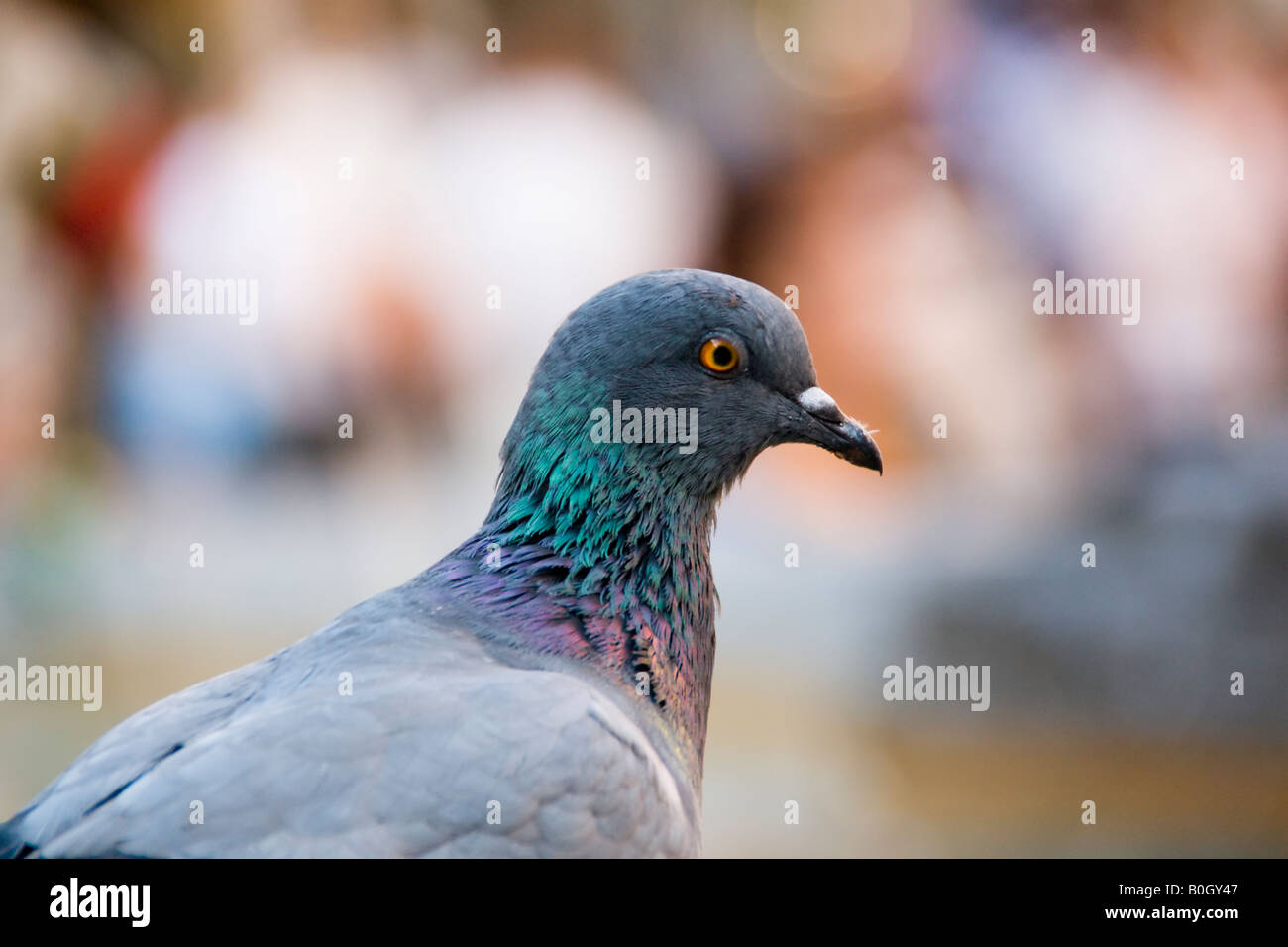 Profile of pigeon hi-res stock photography and images - Alamy