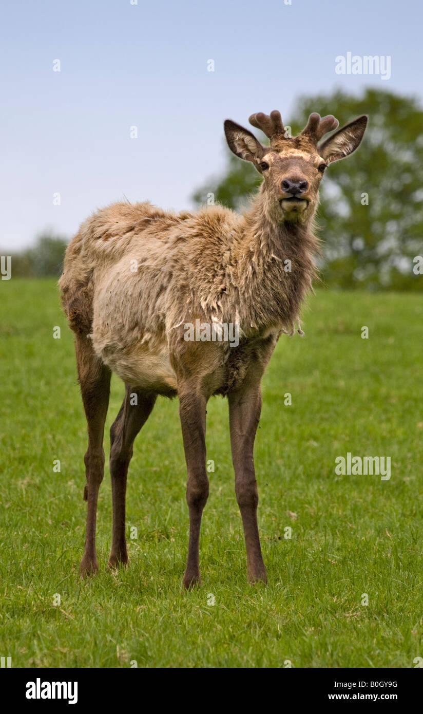 English red stag hi-res stock photography and images - Alamy