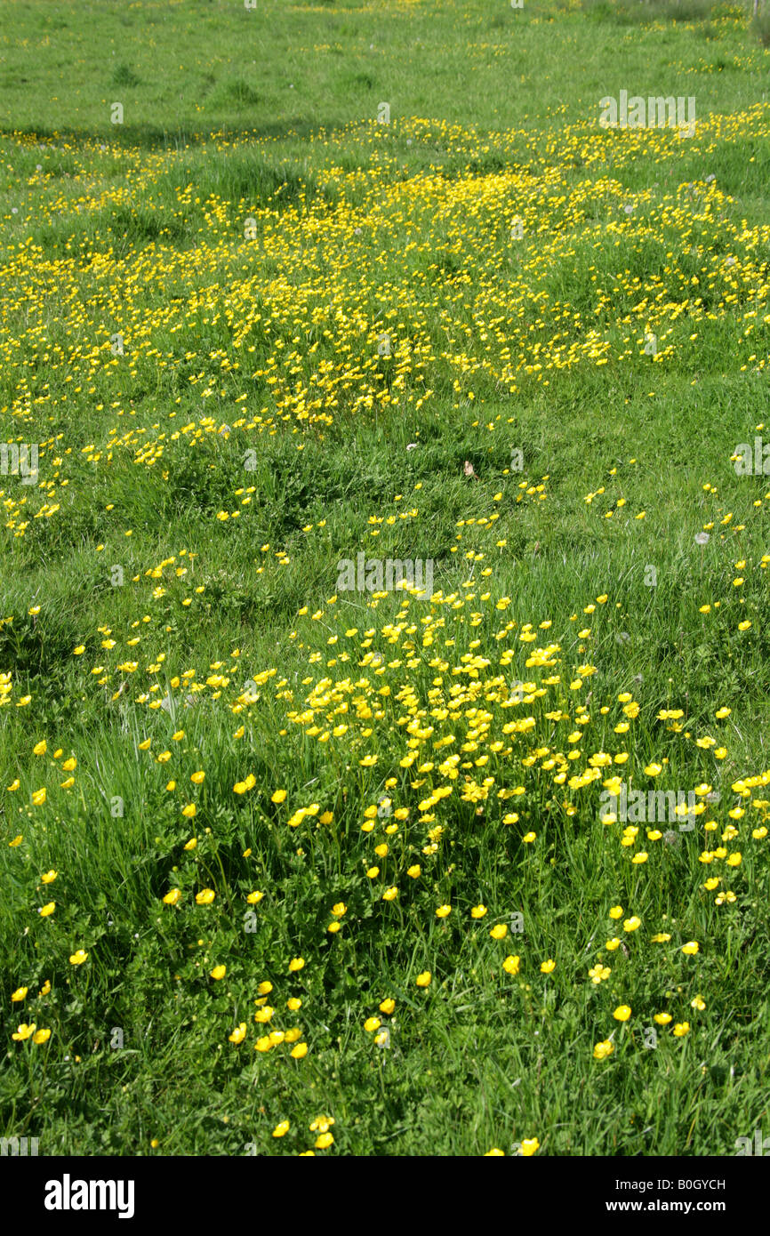 Bulbous Buttercup Ranunculus bulbosus Ranunculaceae Stock Photo - Alamy