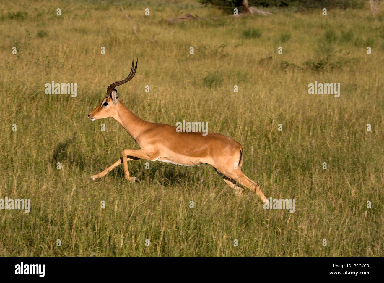 Running male Impala Stock Photo - Alamy