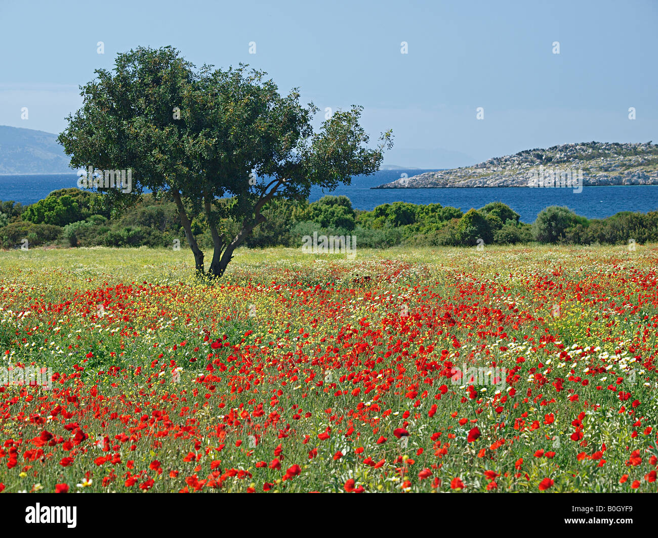 TREE IN FIELD WITH CROP AND WILD FLOWERS AND POPPIES DATCA PENINSULA ...