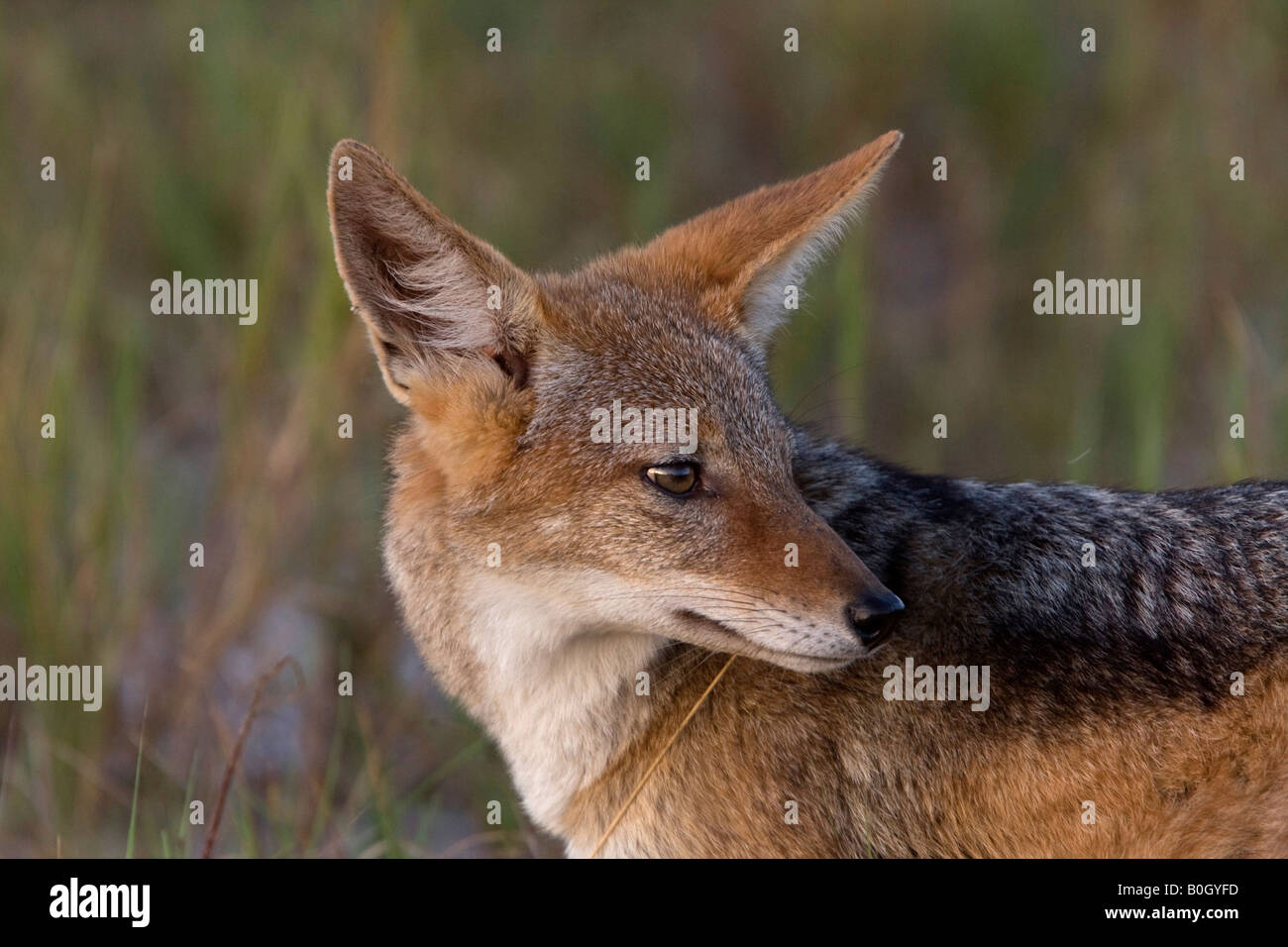 Jackal head hi-res stock photography and images - Alamy