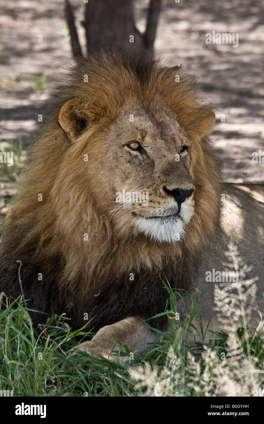 resting male lion Stock Photo - Alamy