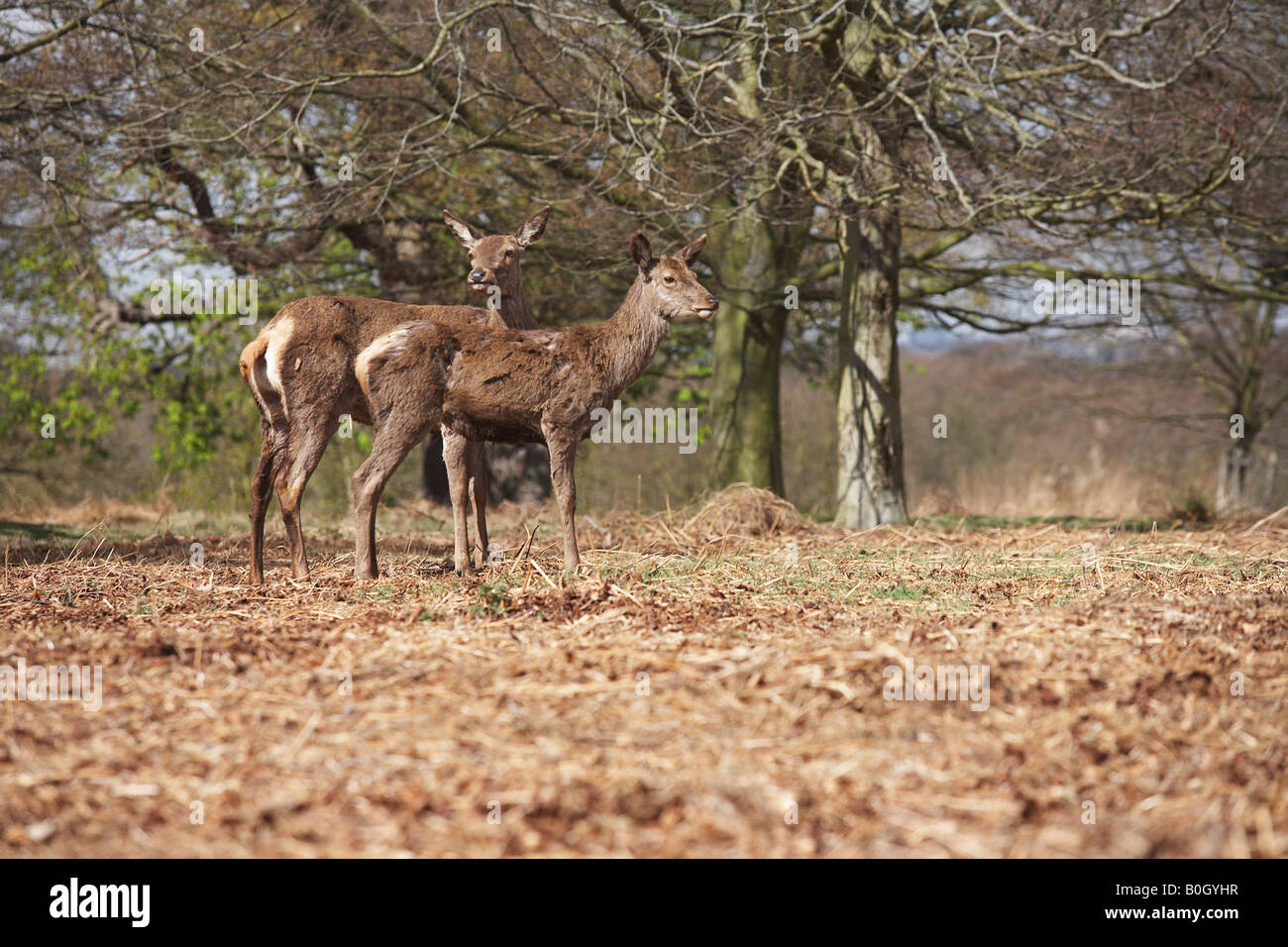 Two deer in Richmond Park Stock Photo - Alamy