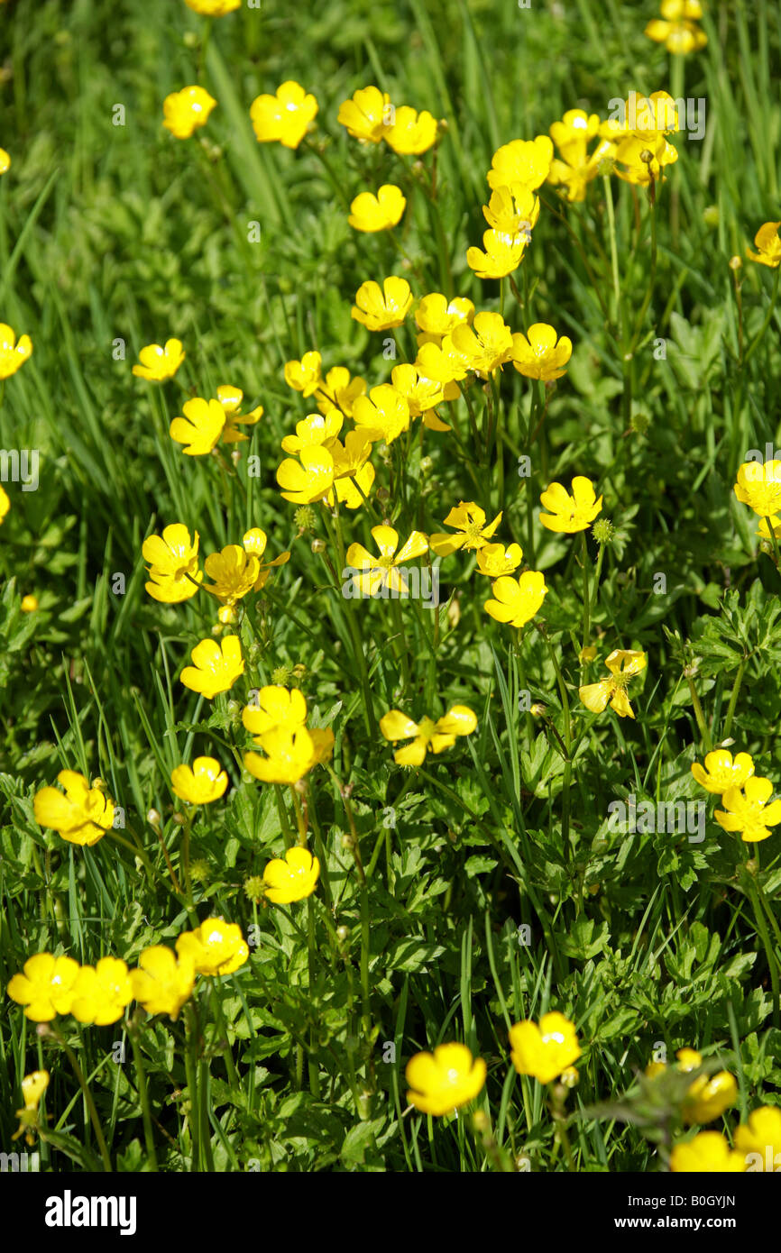 Bulbous Buttercup Ranunculus bulbosus Ranunculaceae Stock Photo - Alamy