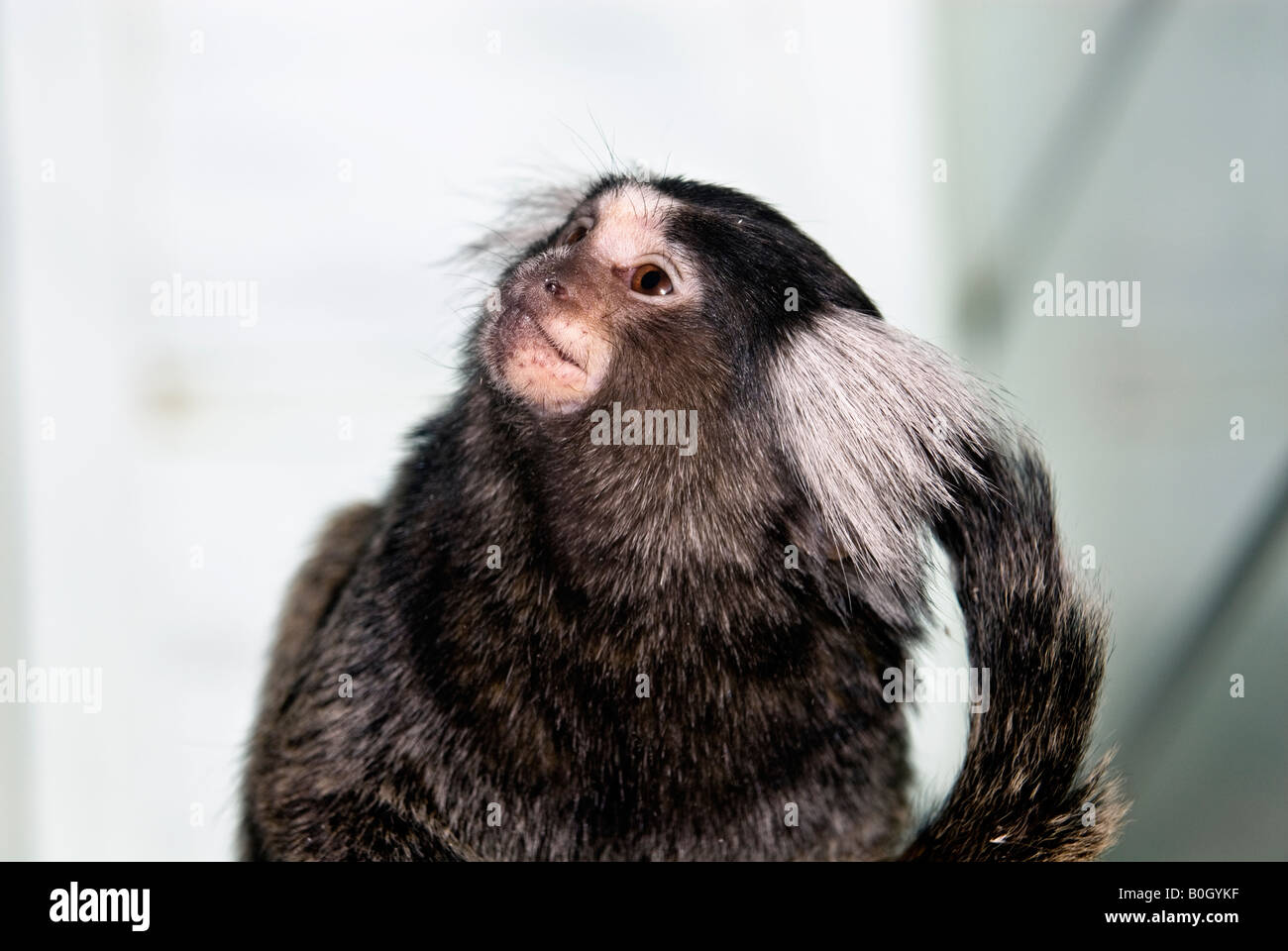 Common Marmoset (Callithrix jacchus Stock Photo - Alamy