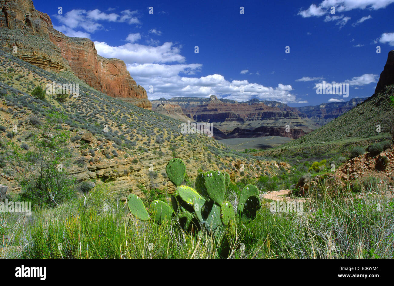 Grand canyon cactus hi-res stock photography and images - Alamy