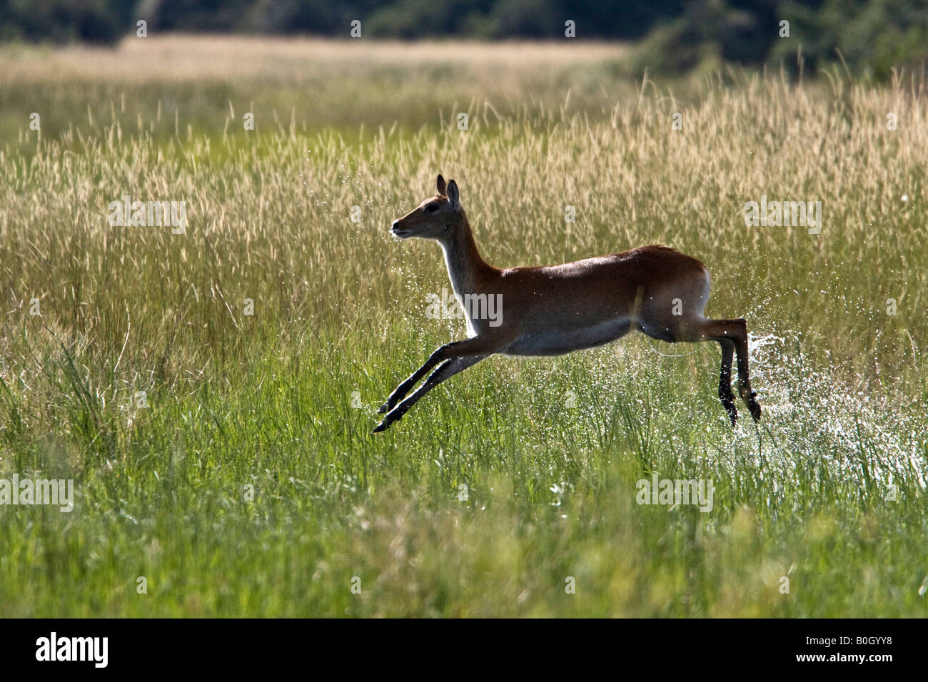 running female red lechwe Stock Photo - Alamy