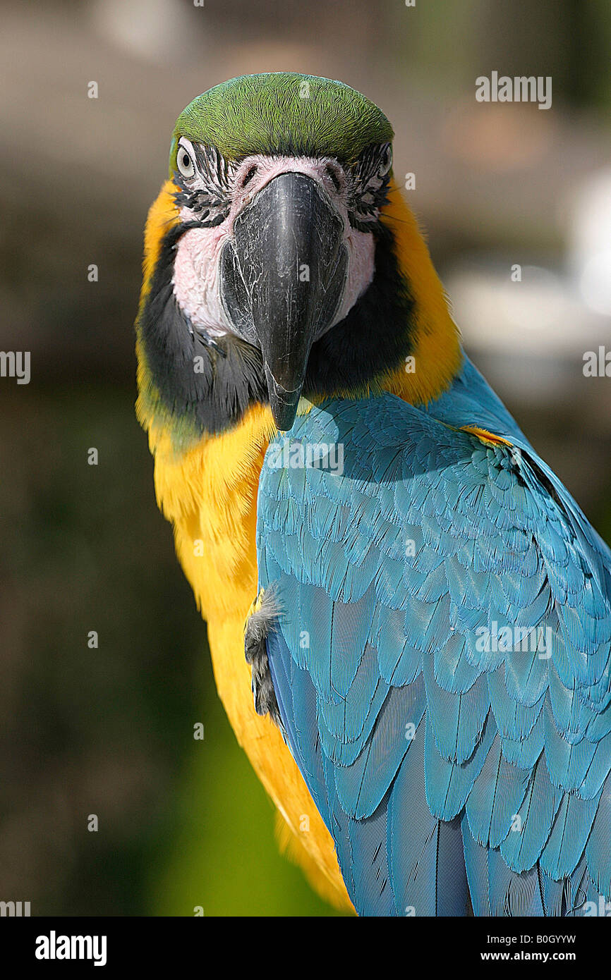 head on view of macaw Stock Photo - Alamy