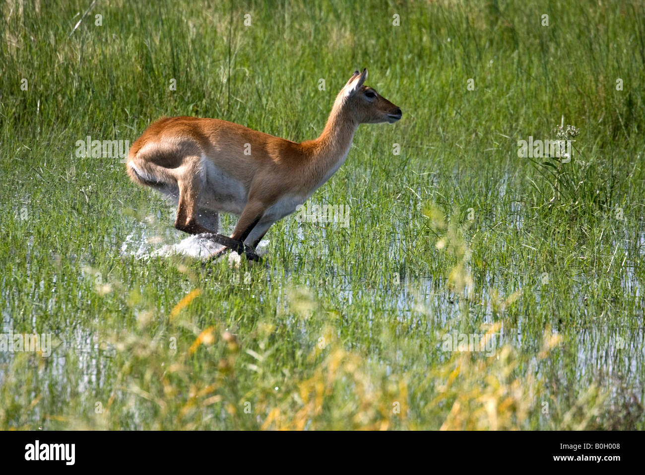 Lechwe kobus leche female botswana hi-res stock photography and images ...