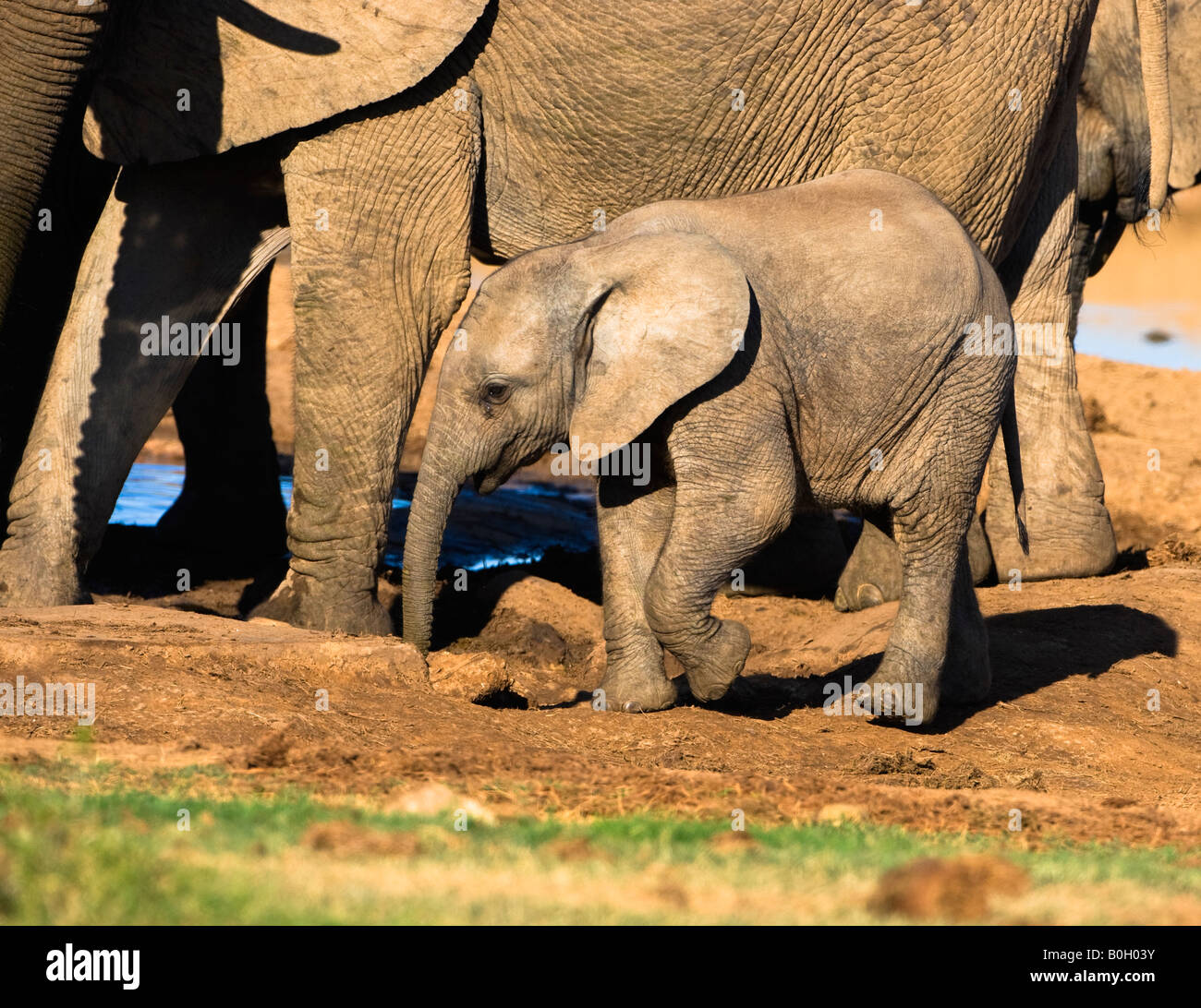Youngster grown up hi-res stock photography and images - Alamy
