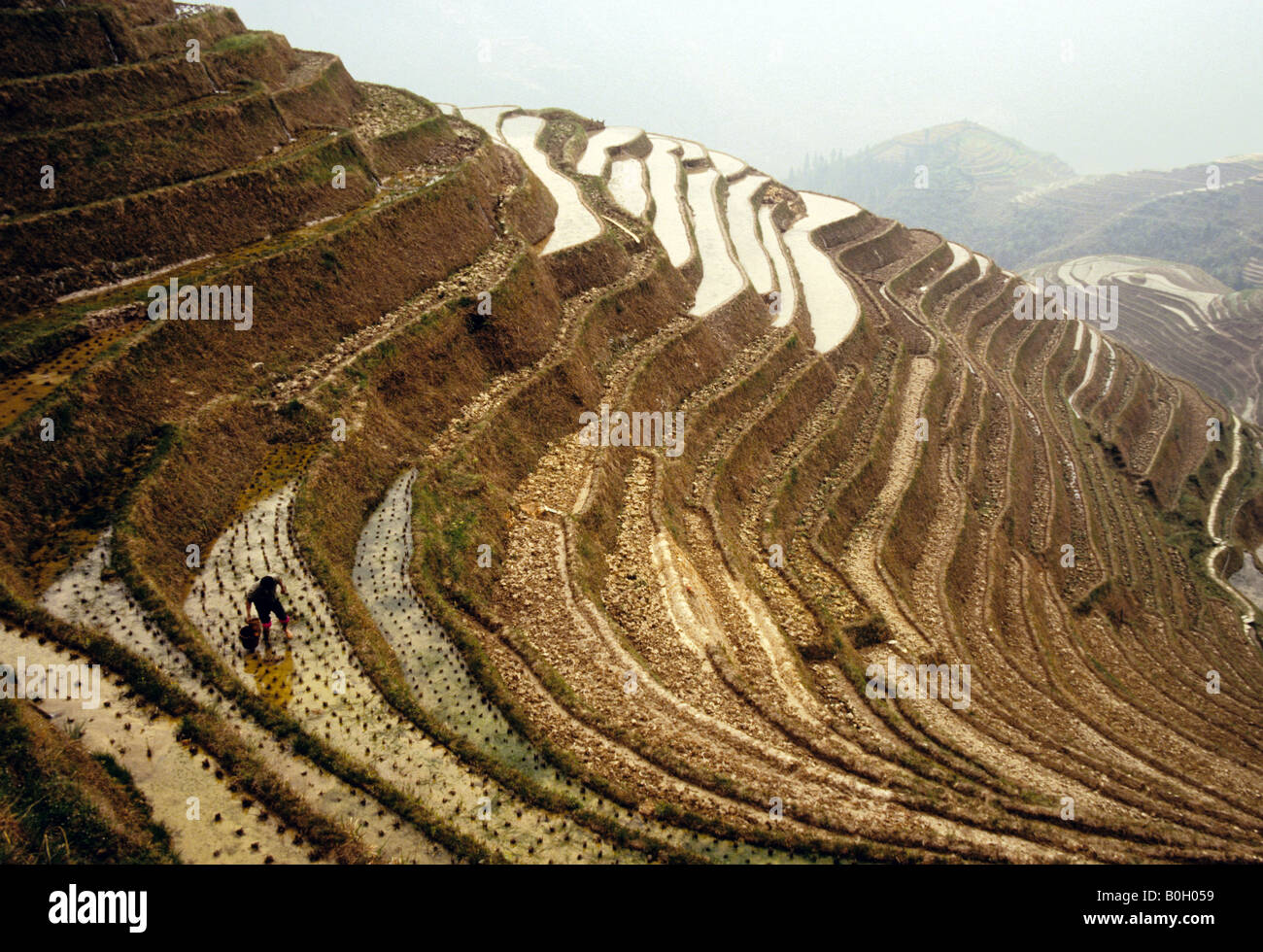 Terraced fields in spring rice planting season at Pingan village in ...