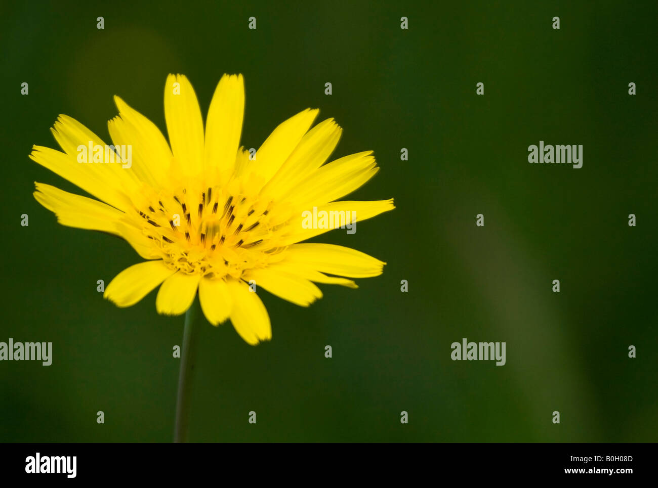 Beautiful yellow wild daisy on blurred background Stock Photo - Alamy