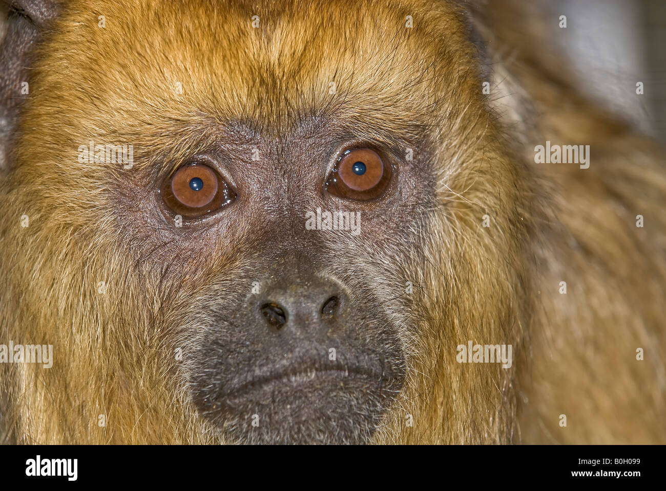 Black Howler Monkey Alouatta caraya Stock Photo - Alamy