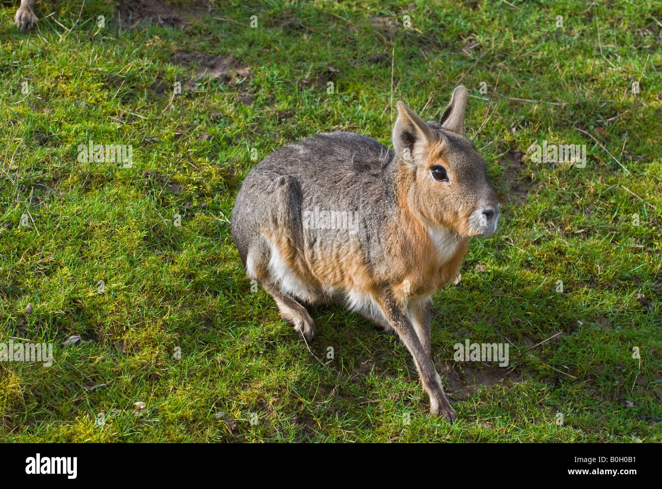 Mara (Dolichotis patagonum Stock Photo - Alamy