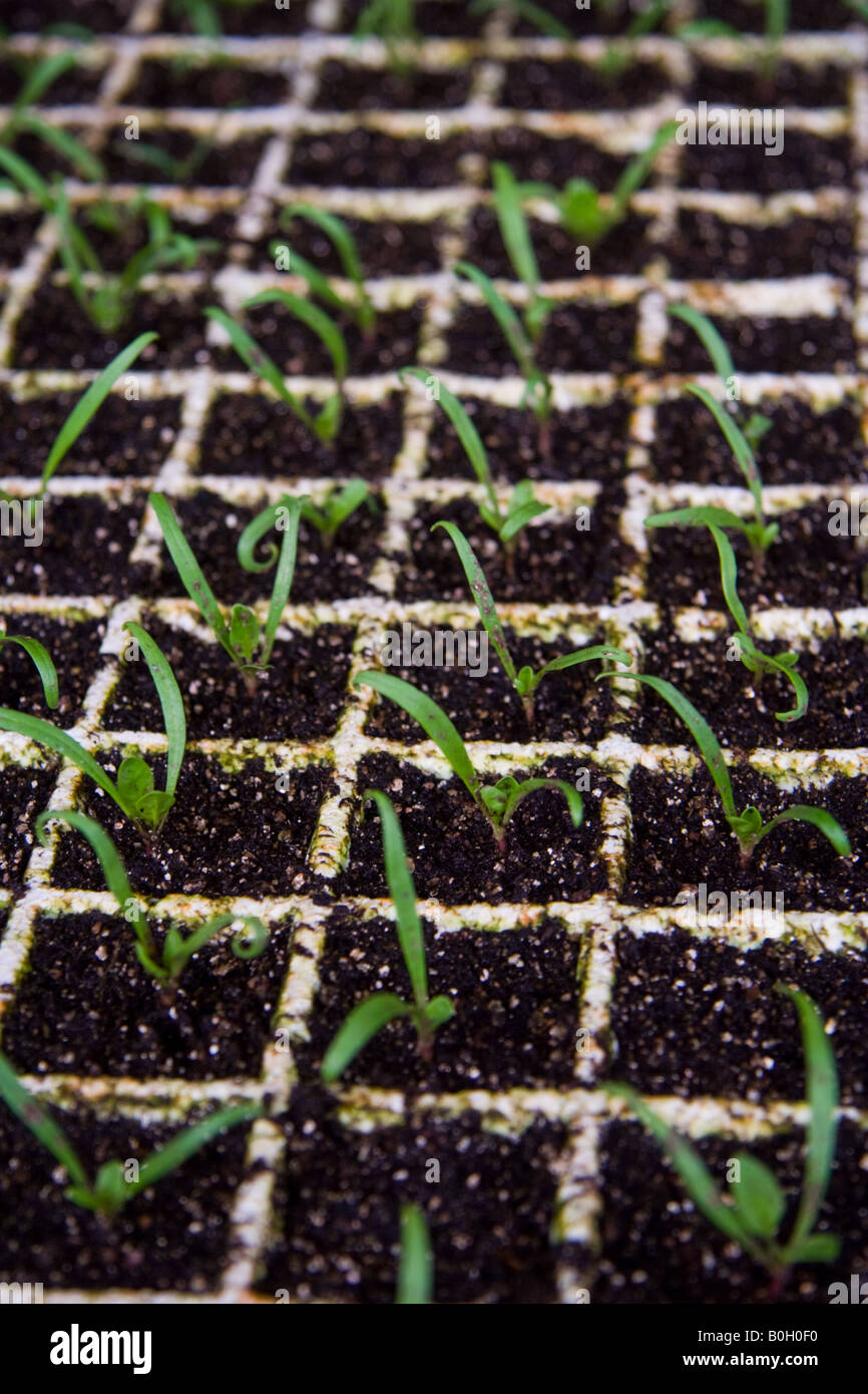 Seed starting trays hi-res stock photography and images - Alamy