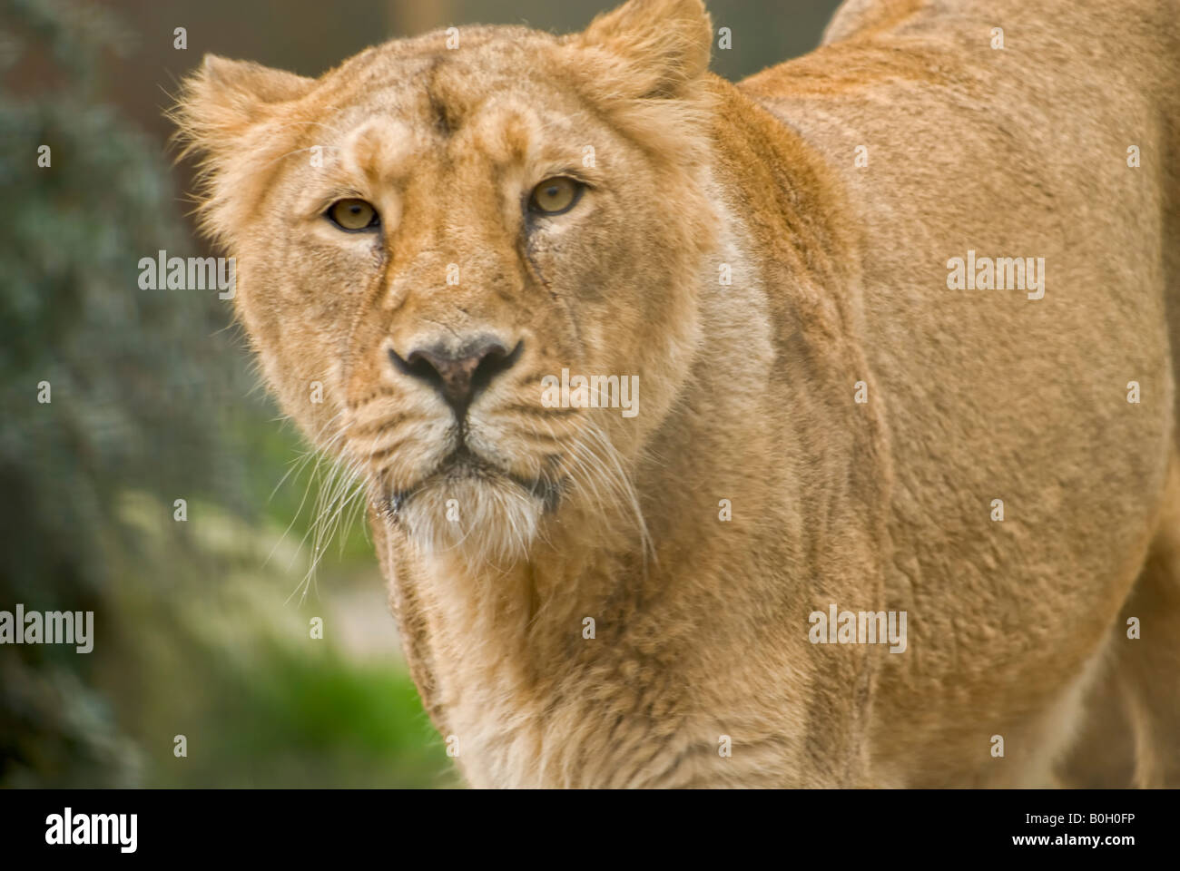 Asiatic Lion Panthra leo persicus Stock Photo - Alamy