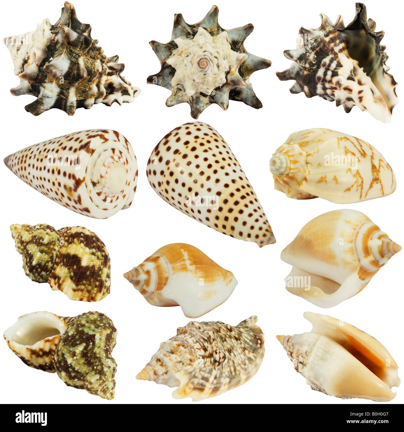 Whelk seashells hi-res stock photography and images - Alamy
