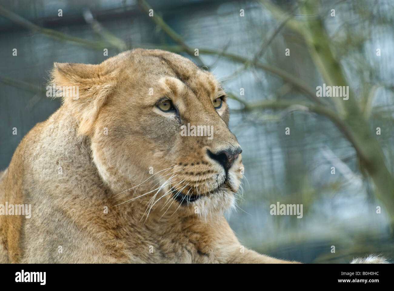 Asiatic Lion Panthra leo persicus Stock Photo - Alamy