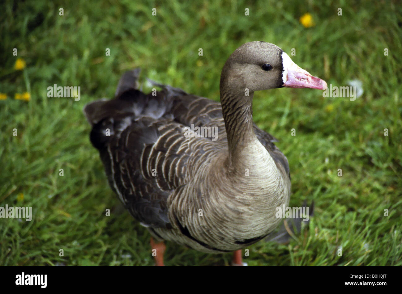 Greenland White Fronted Goose Stock Photo - Alamy
