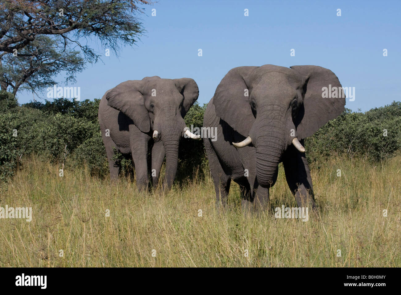 two african elephants Stock Photo - Alamy