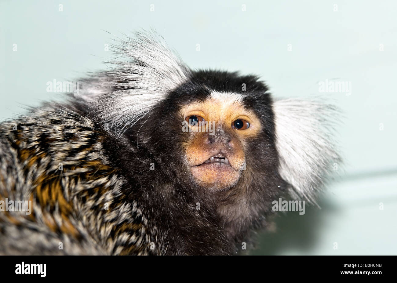 Common Marmoset (Callithrix jacchus Stock Photo - Alamy