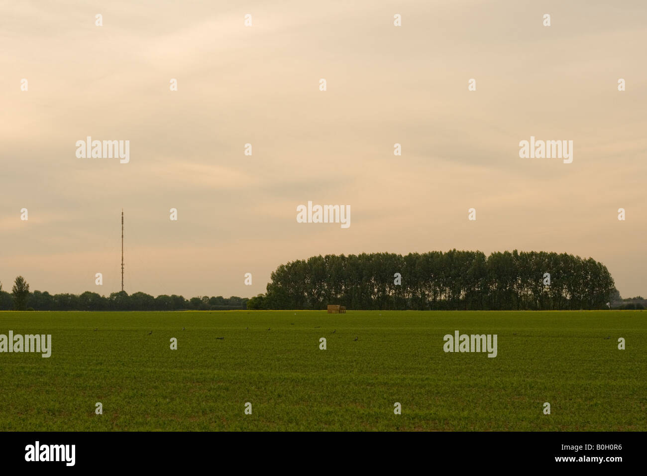 Countryside pigeons hi-res stock photography and images - Alamy