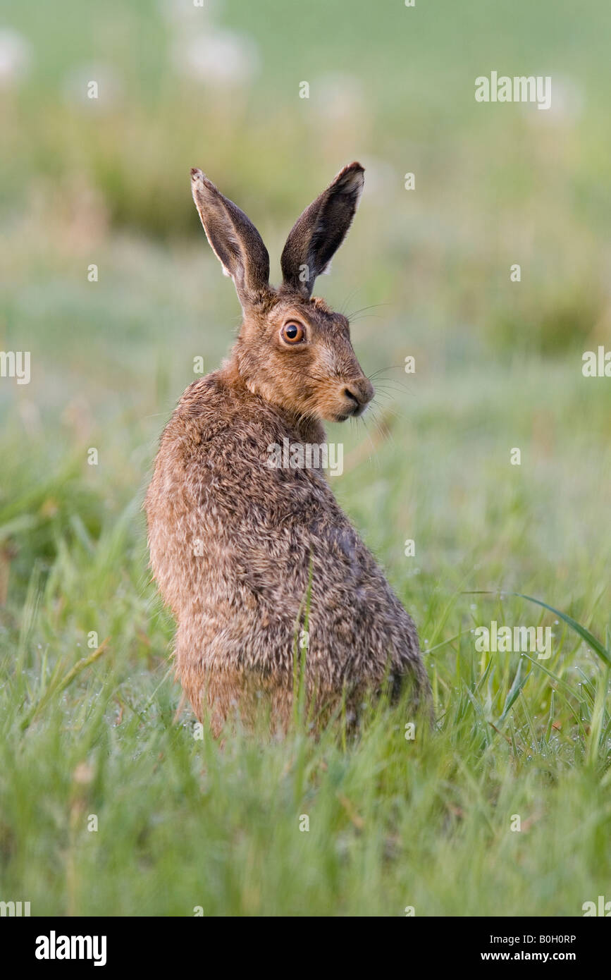 Detailed hare hi-res stock photography and images - Alamy