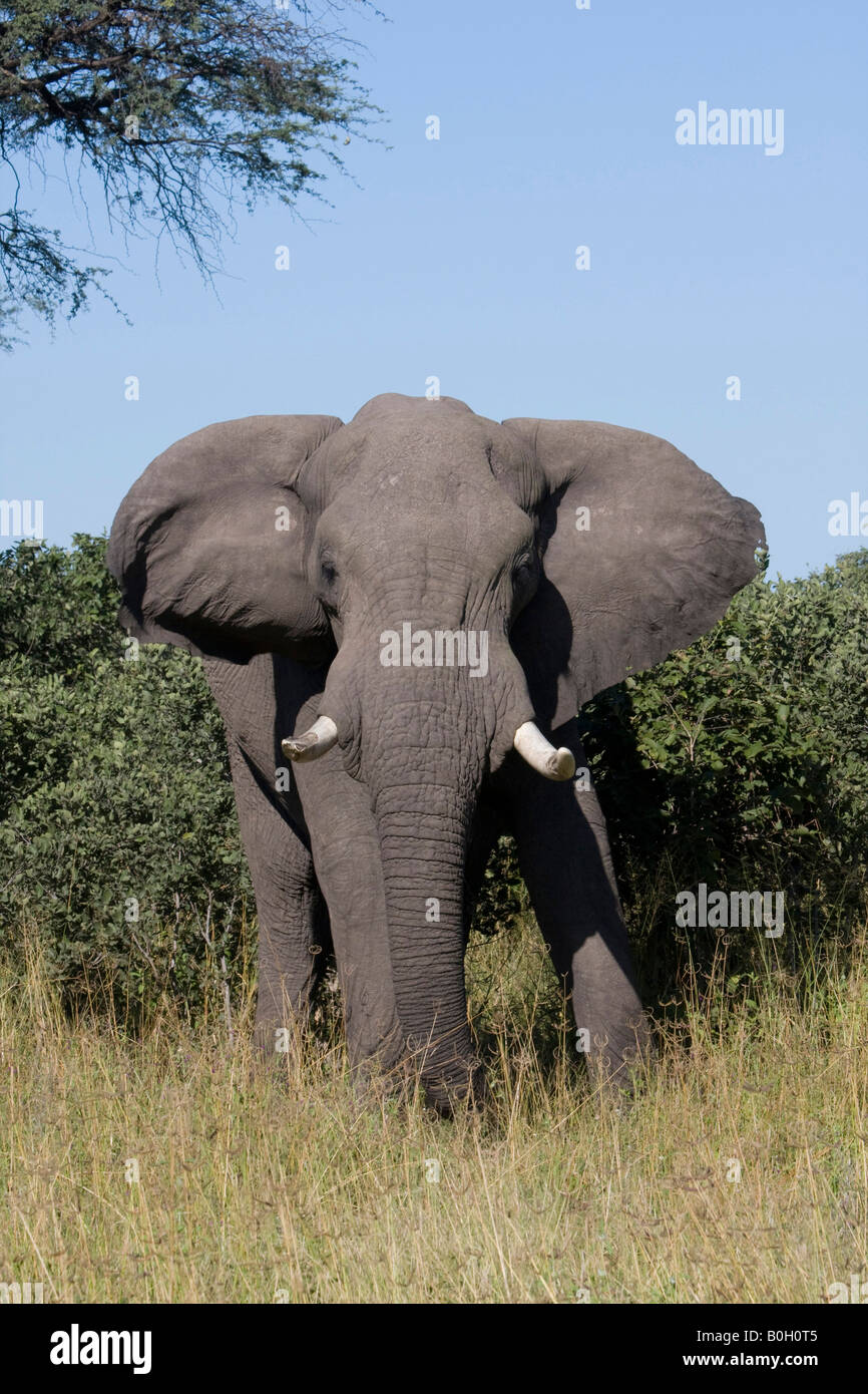 The elephant looks hi-res stock photography and images - Alamy