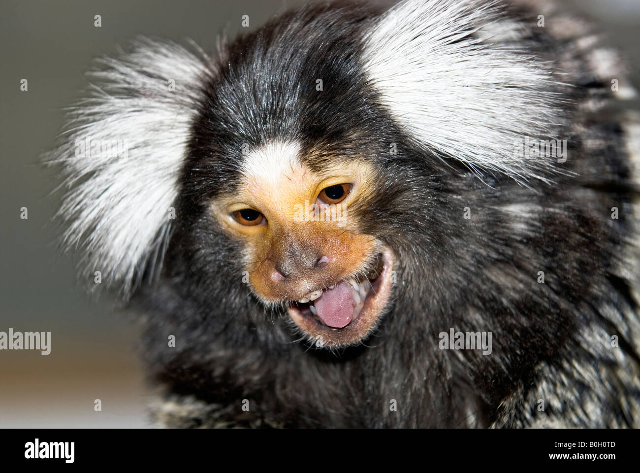 Common Marmoset (Callithrix jacchus Stock Photo - Alamy