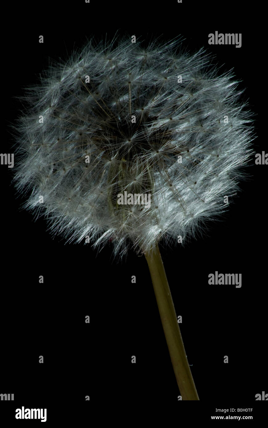 Dandylion clock hi-res stock photography and images - Alamy