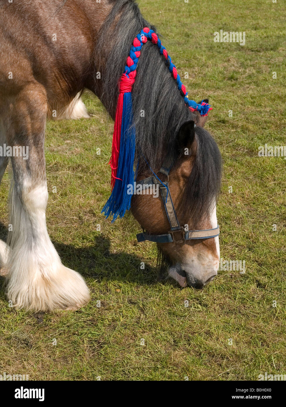 Close up of a Shire Horse grazing Stock Photo - Alamy