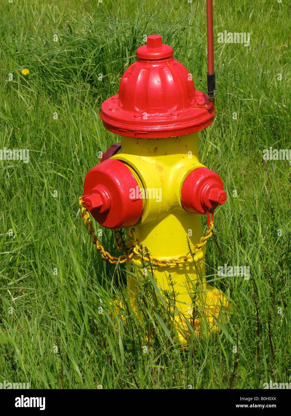 Yellow and red fire hydrant in grassy field Stock Photo - Alamy