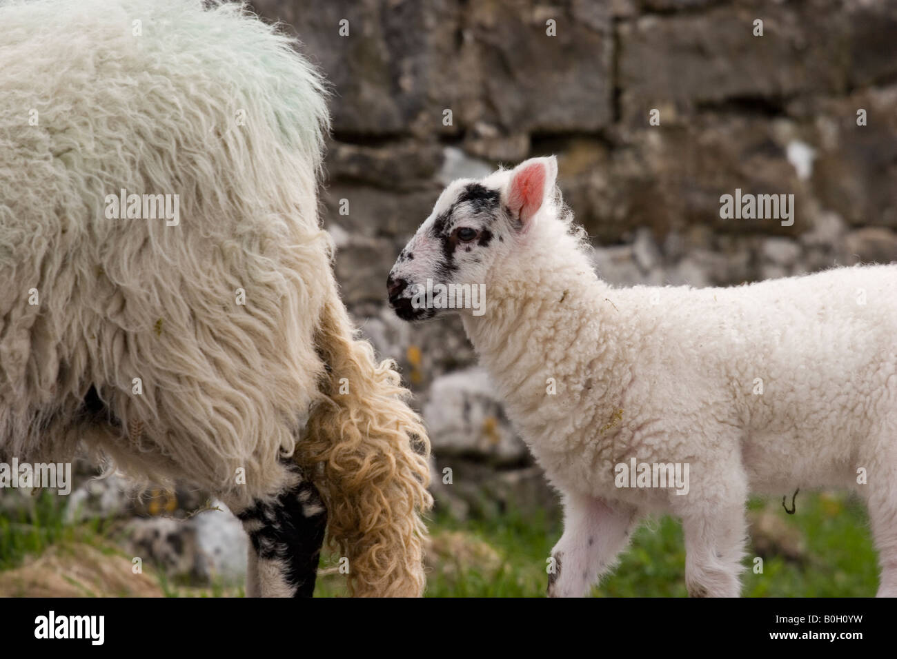 Cute baby lamb following grazing hi-res stock photography and images ...