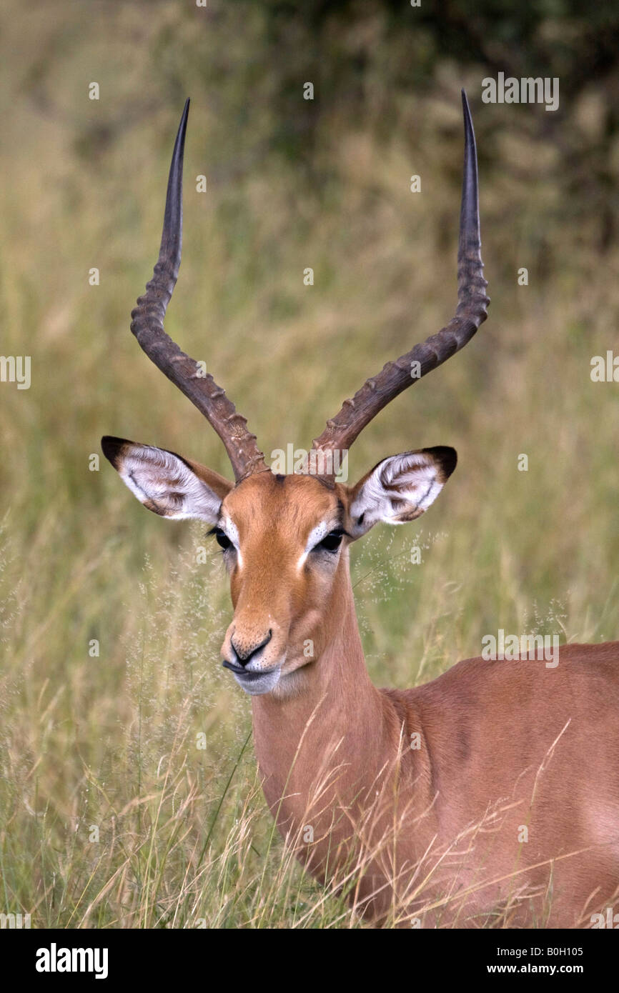 Head of male impala Stock Photo - Alamy