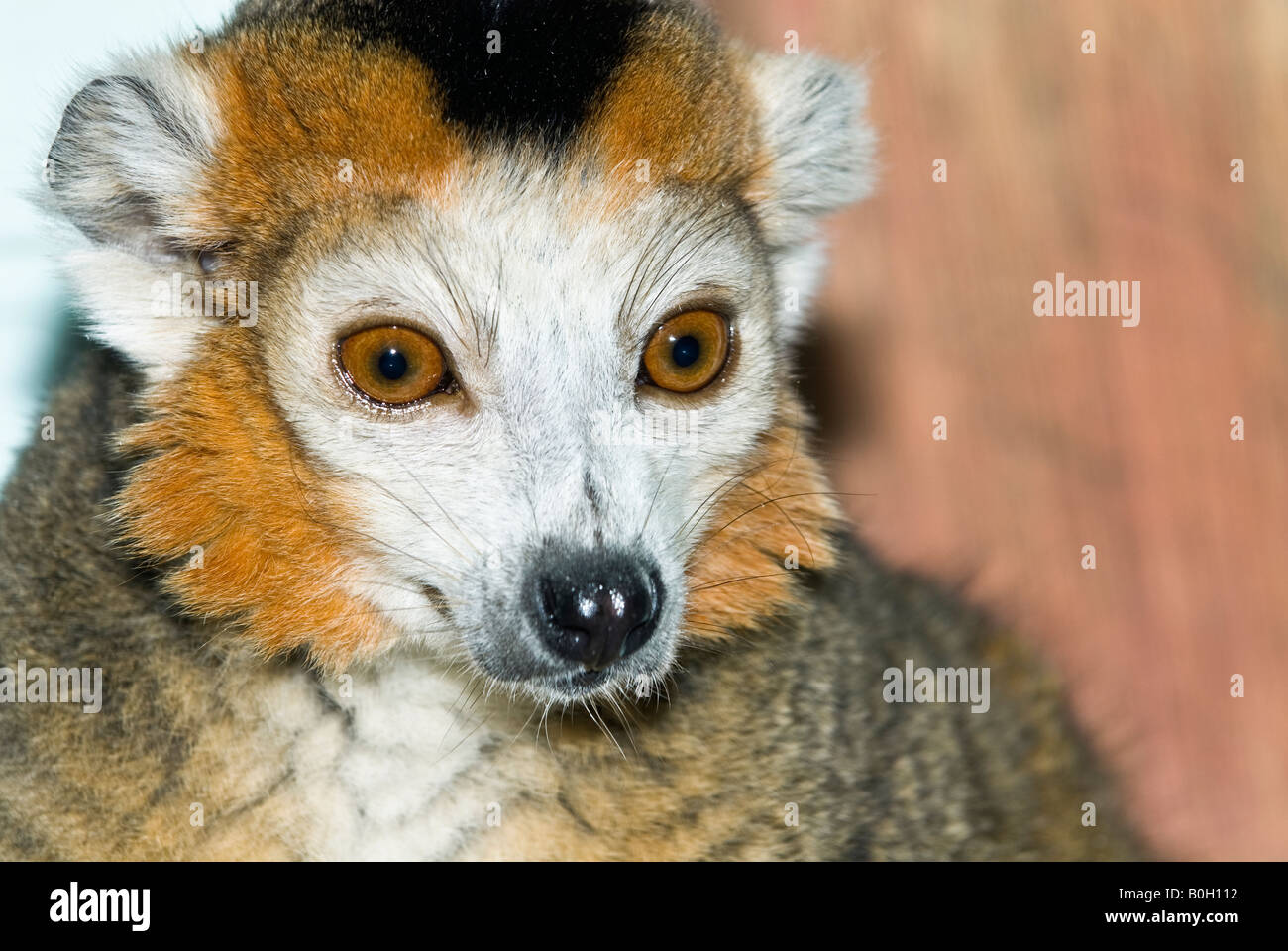 Crowned Lemur Eulemur coronatus Stock Photo - Alamy