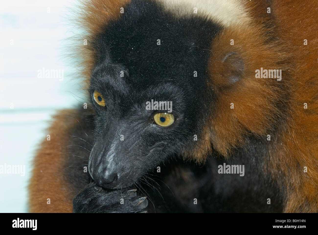 Red Ruffed Lemur Varecia variegata rubra Stock Photo - Alamy
