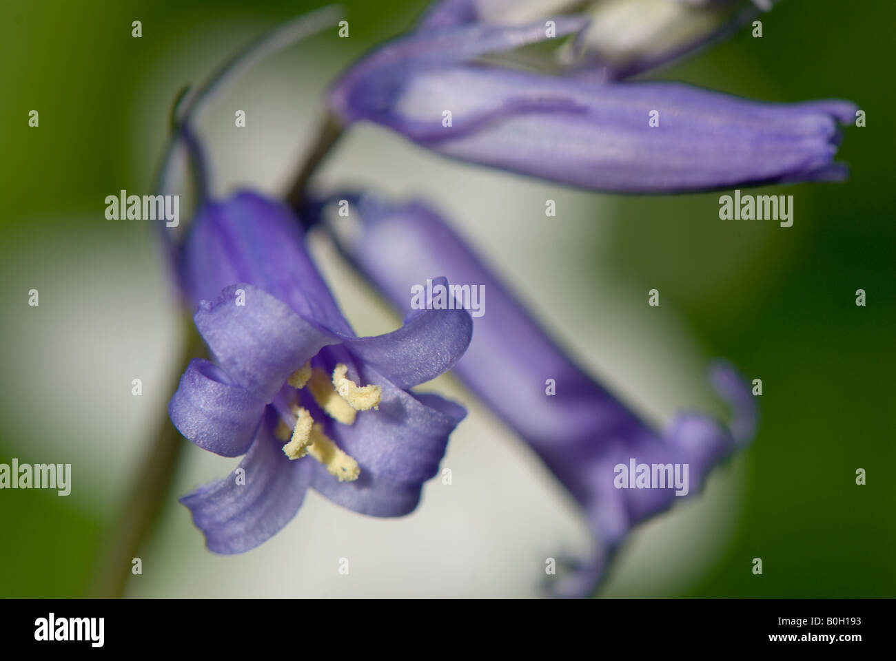 Close-up of a British wild Bluebell Stock Photo - Alamy